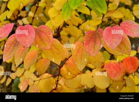 Katsura Tree Cercidiphyllum Japonicum Katsura Tree Has Delicate Heart Shaped Leaves And Bright