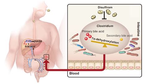 客户案例 Nc：肠肝轴再添实证！这种戒酒药物可通过调节肠道菌群改善非酒精性脂肪性肝炎 肿瘤细胞 氨基酸代谢 非靶向代谢 脂质 多组学代谢流检测分析 脂肪酸定量 肠道微生物菌群检测 麦特绘谱
