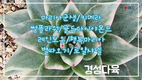 1월26일목요일별따오기 푸르미르 레인보우 식물 경성 다육 흙 Youtube