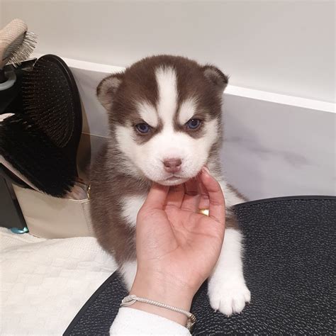 허스키책임분양레블인천점 강아지분양고양이분양 오독안심분양센터위탁센터인천광주대구시흥