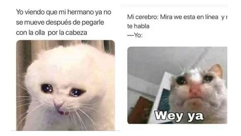 5 Memes De Gatos Llorando Para Compartir En Whatsapp Petlife
