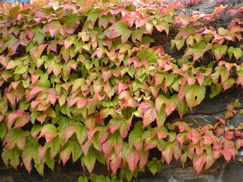 Parthenocissus Tricuspidata Garden Design Diy Landscaping