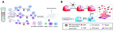 Aptamer Based Cell Isolation A Aptamer Mnps Cocktail For Ctc