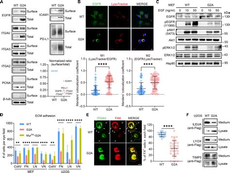 Lipid Anchored Proteasomes Control Membrane Protein Homeostasis