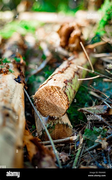 Deforested Woodland Environment Loggingenvironmentindustry Stock