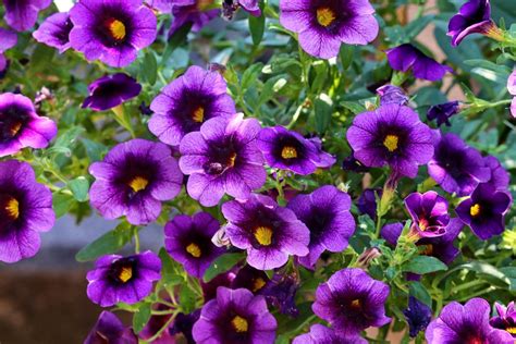 Plantas Con Flores De Exterior Las Especies Más Resistentes Y Vistosas