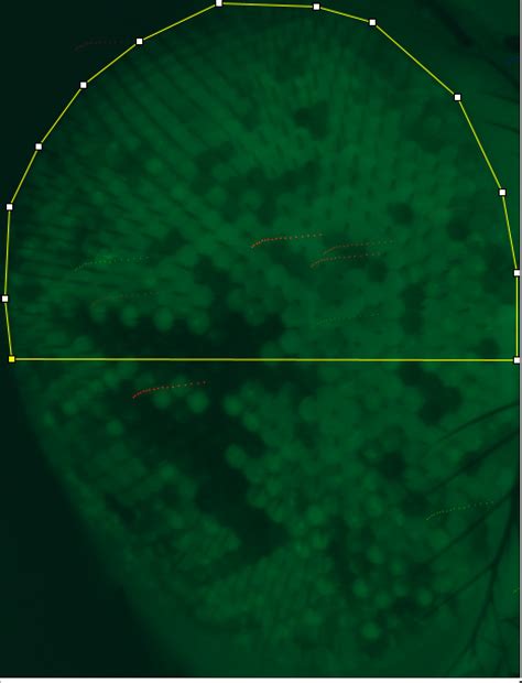 Cut Hand Drawn Polygon Selection Perfectly In Half Image Analysis