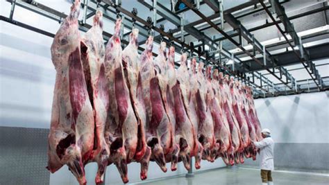 Australia The Next Leap In Beef Cutting Automation