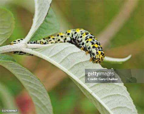 Moth Mullein Photos And Premium High Res Pictures Getty Images