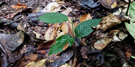 Next Generation Of Trees Threatened Years After Logging Babe Of Earth And Environment