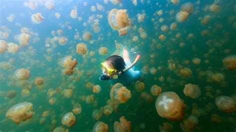 Five Big Reasons To Dive Palau Palaus Best Dive Sites