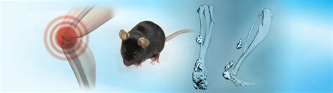 Unlocking Insights A Translational Mouse Model For Non Genetic
