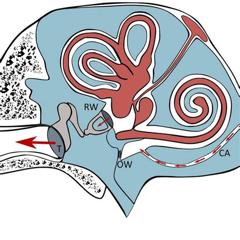 The Non Invasive Icp Waveform Estimate Nicp Interrupted Red Line Is Download Scientific