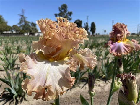 Honey Pie Iris Oasis Iris Garden