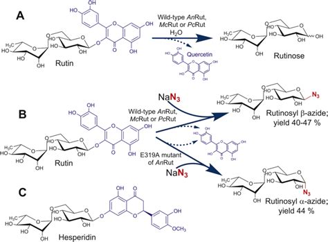 Reaction Scheme For Hydrolysis Of Rutin Quercetin 3 O β Rutinoside Download Scientific