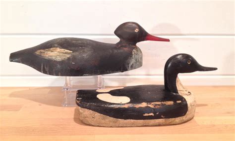 Two Merganser Hens From Long Island 1st To 2nd