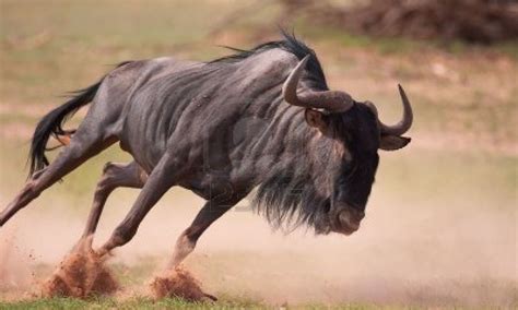 Blue Wildebeest Anatomy Black Wildebeest Connochaetes Gnou Vywsob