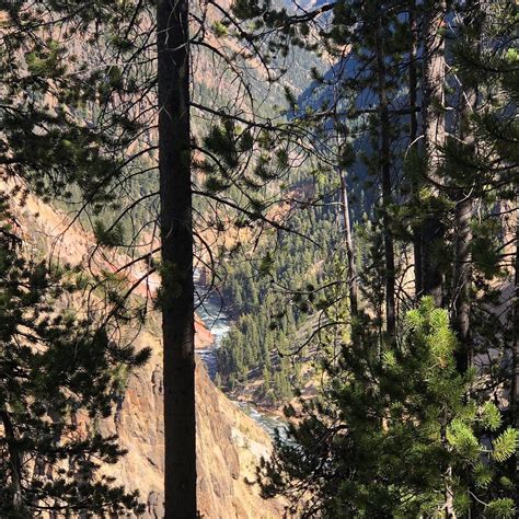 Ribbon Lake Trail Parc National De Yellowstone Ce Quil Faut Savoir Pour Votre Visite Avec