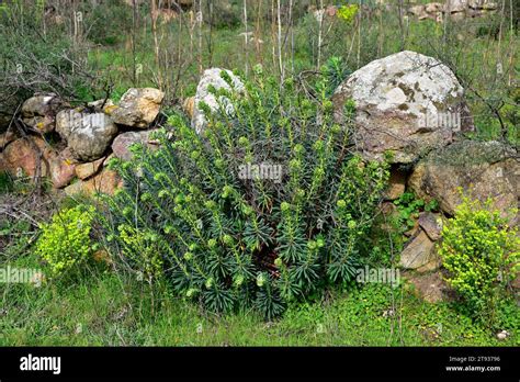 Mediterranean Spurge Euphorbia Characias Is A Shrub Native To