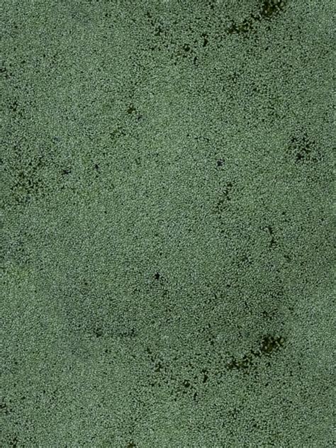 Pond Algae Texture To Download Manytextures