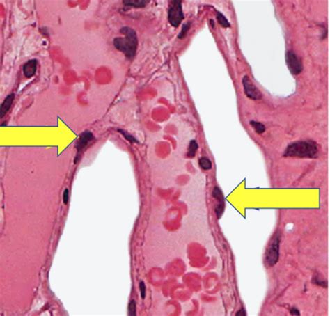 More Epithelium Examples Flashcards Quizlet