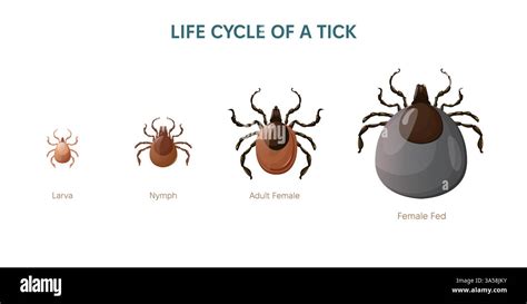 Mite Vector Illustration Life Cycle Of Tick Bug Larva Nymph And Adult Insect Adult Fed Bug