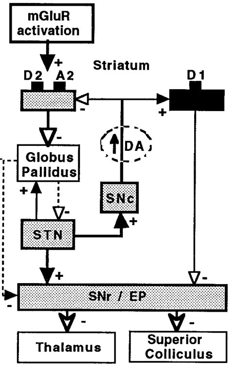 Diagram Of The Striatal Direct And Indirect Pathways Showing A Download Scientific Diagram
