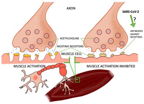 Ijms Free Full Text Disorders Of The Cholinergic System In Covid 19