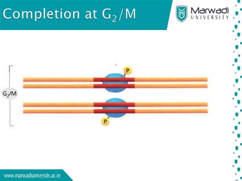 Eukaryotic Dna Replication Pptx