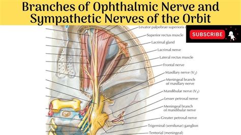 Nasociliary Nerve Distribution Cranial Nerve Anatomy Cranial Nerves