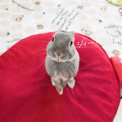 朝からわがまま三昧│うさぎのふうた