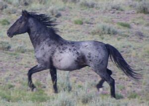 Color Azul Del Caballo Ruano