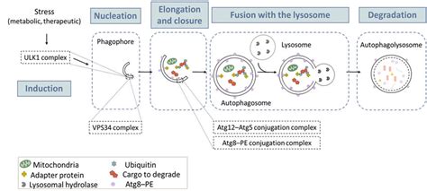 The Macroautophagy Process Macroautophagy Takes Place In Five Main Download Scientific Diagram