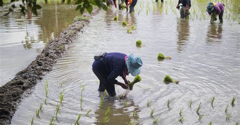 Le Rôle Invisible Mais Vital Des Micro Organismes Du Sol