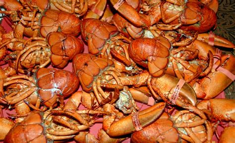 Seafood Shellfish Gourmet Free Photos On