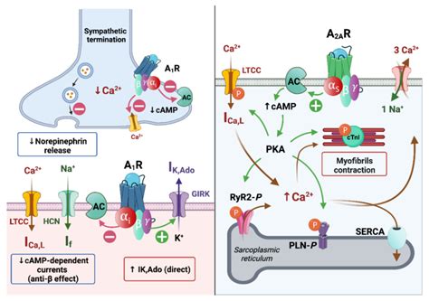 Illustrations Of The Effects Of Adenosine On Action Potential In A