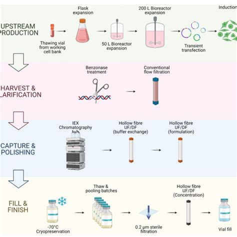 Example Of An End To End Upstream And Downstream Bioprocess For Download Scientific Diagram