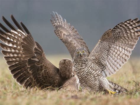 Goshawk Bird Facts Accipiter Gentilis Birdfact