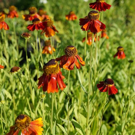 Jda Helenium Moerheim Beauty