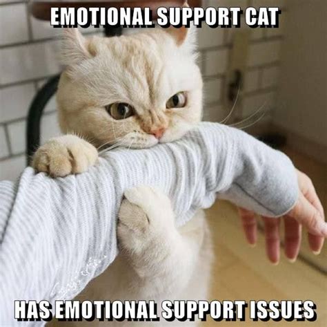 Emotional Support Cat Cute Cats Beautiful Cats Cat Biting