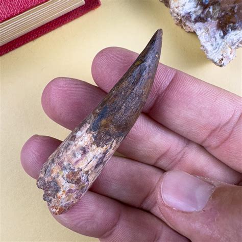 Spinosaurus Tooth 66mm Morocco Latiaxis