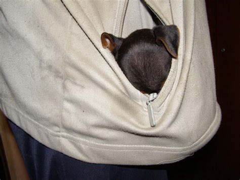 Patuljasti Mini Pinč Crni I Smeđi štencimoguća Dostava