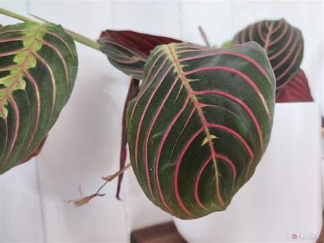 Poco F Gt Review Blurring The Lines