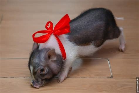 Mini Griser Beskrivelse Av Rasene Hvor Lenge De Lever Levekårene Hjemme