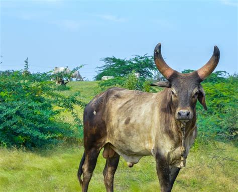 Indian Bull On The Meadows Stock Image Image Of Standing 161488721