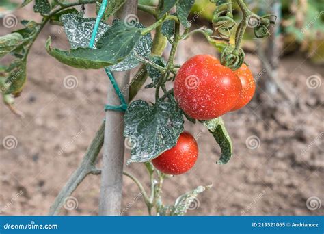 Sprayed Tomatoes With Pesticides Herbicides And Insecticides Royalty