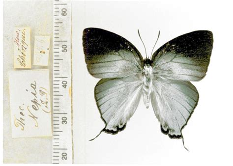 Denivia Theocritus Type Specimens