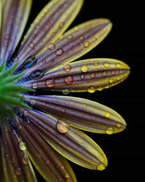 Australian Photographer Darren Gentle Captures Stunning Macro Photos Of