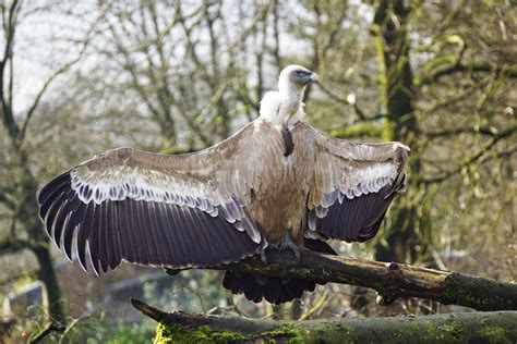 Eurasian Griffon Gyps Fulvus