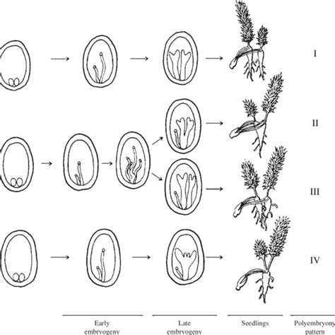 Pdf Patterns Of Polyembryony And Frequency Of Surviving Multiple Embryos Of The Brazilian Pine